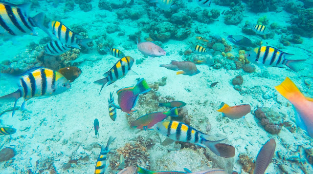 PHILIPPINES: When In Mactan: Olango Reef, Caohagan Island, Sulpa Islet ...