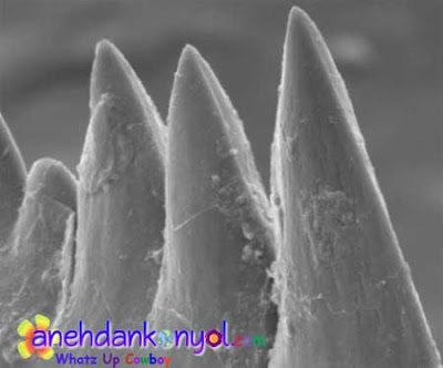 The Beauty of Underwater: 9 Ikan Dengan Gigi Luar Biasa