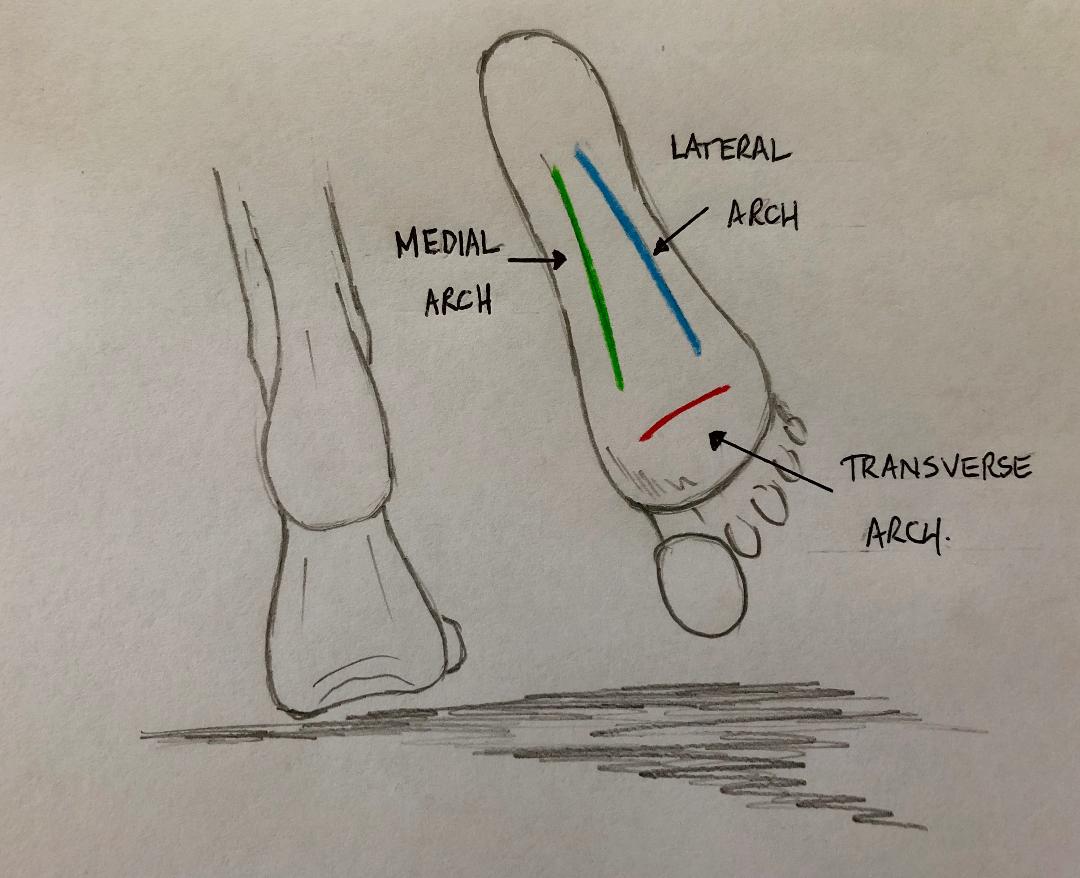 Chaos and Order: Healthy arch – the key to mobility and stability.