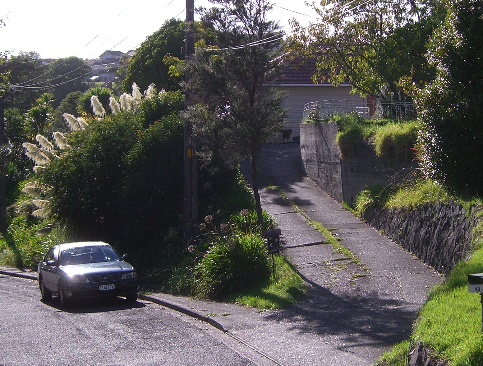 Dave’s Garden: NZ Toi Toi Bush (or is it Pampas Grass?)