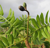 Canarium | Indonesian Forest