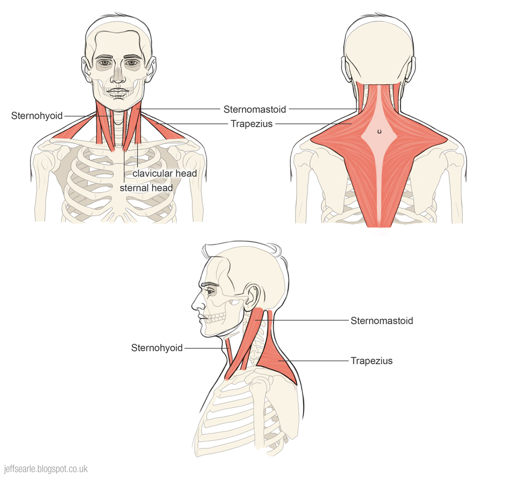 Neck Muscle Diagram Front Jeff Searle Muscles Of The Head And Neck