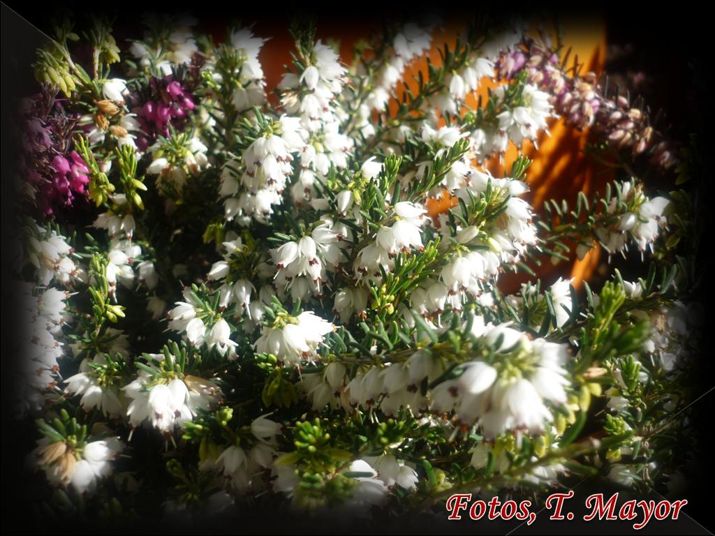 Flores y plantas silvestres: “ Erica x darleyensis mediterranean pink ...