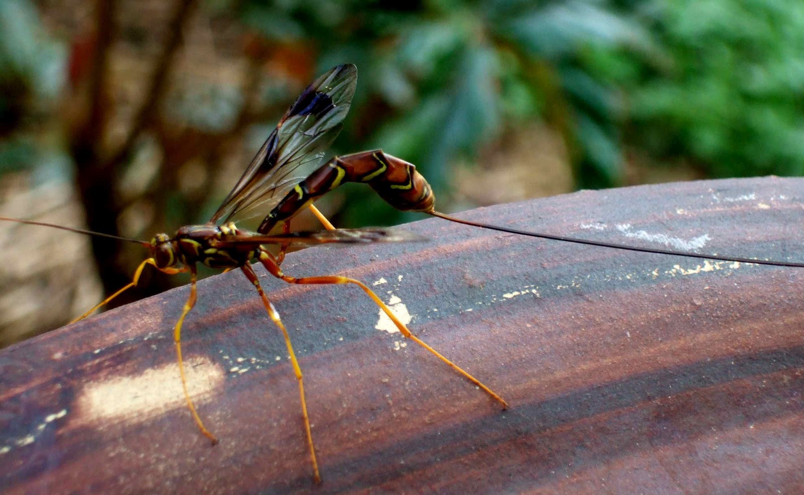 Helping Gardeners Grow: The Pigeon and the Giant