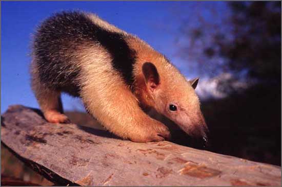 JATÃO DA RÁDIO: FAUNA DA CAATINGA NORDESTINA