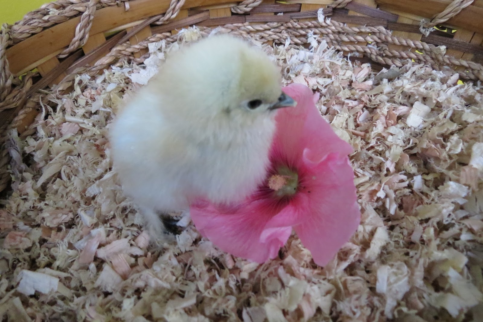 Marge's Silkie Chickens : Pretty in Pink
