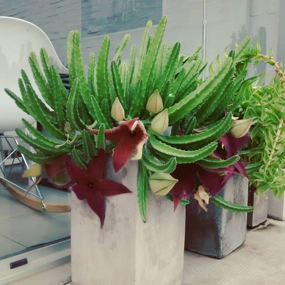 tutuna mituna: Stapelia / Flor estrella