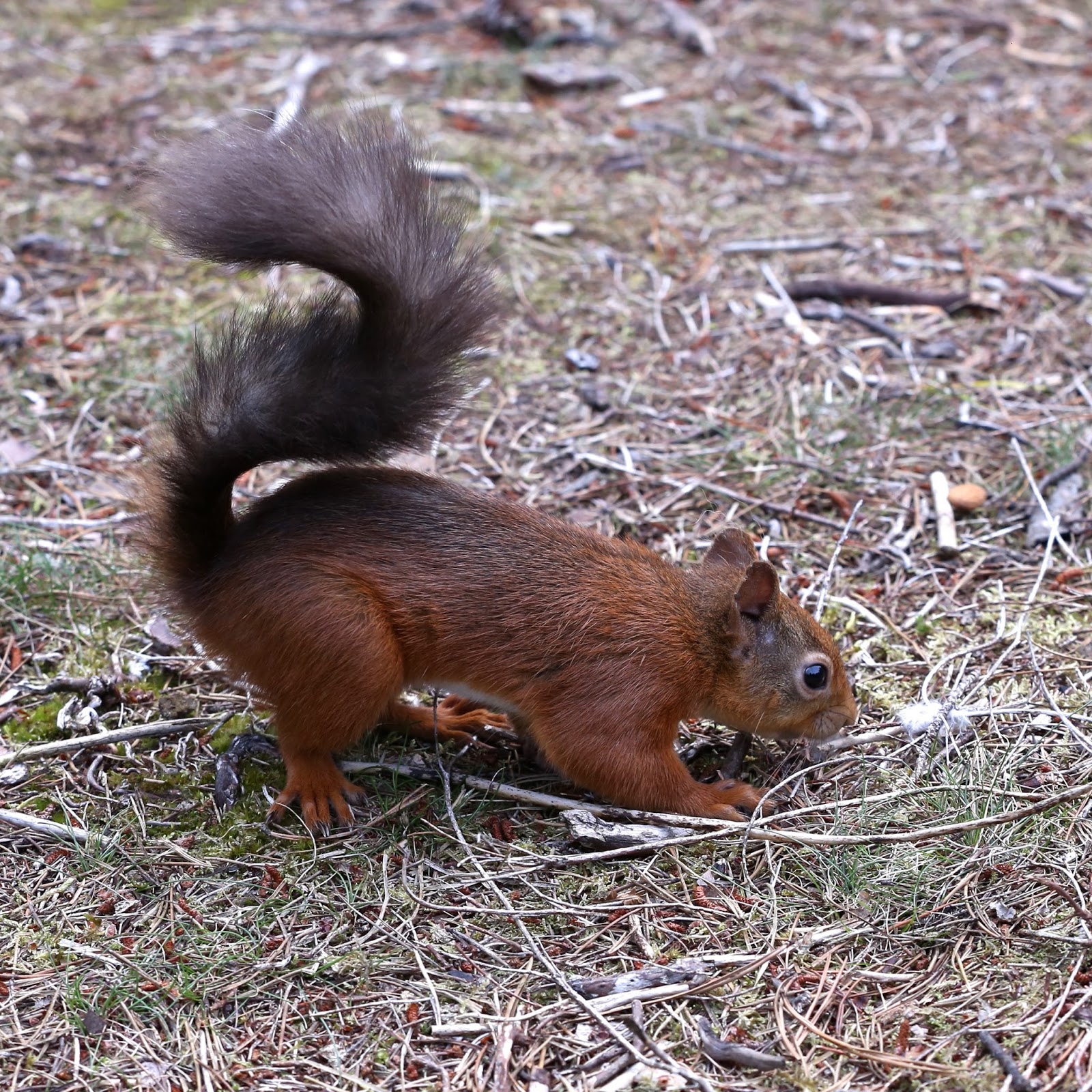 TrogTrogBlog: Red squirrels in summer