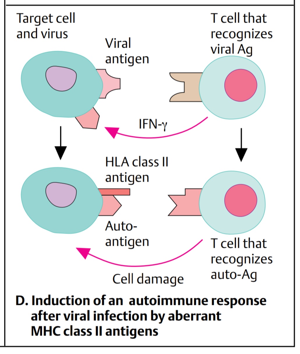 Mechanisms of Autoimmunity (1)