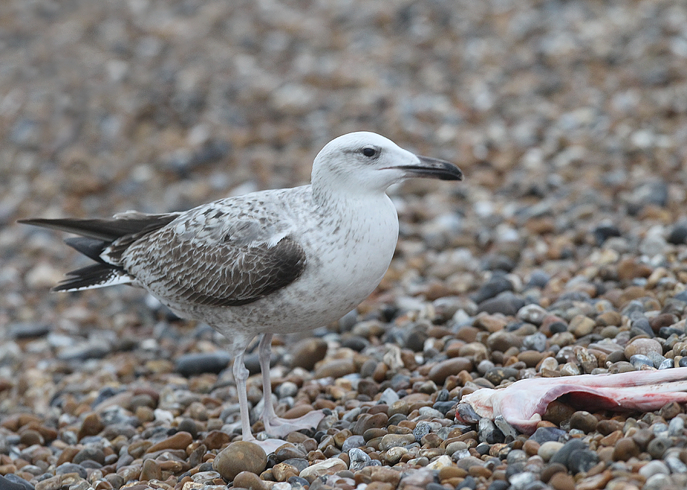 Richard Smith - Birdwatching Days Out: 2x CASPIAN GULL, 1st winter ...