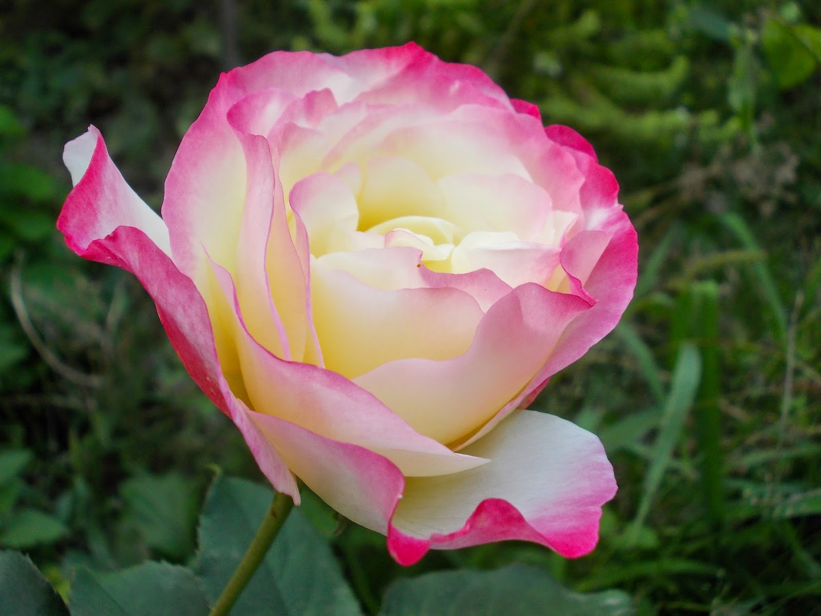 Susie cu ochii negri: Florile Toamnei