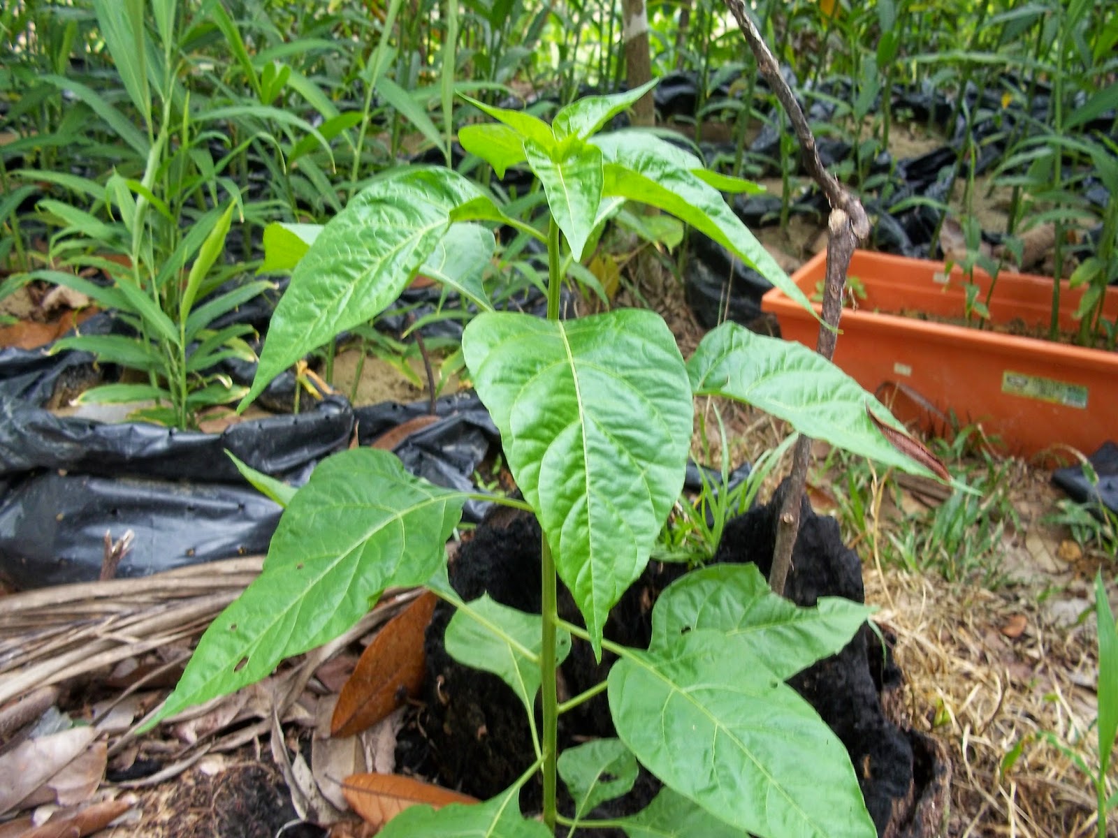 Tanaman Halia: Tanaman Cili Padi dalam Polybag dan ditanah.