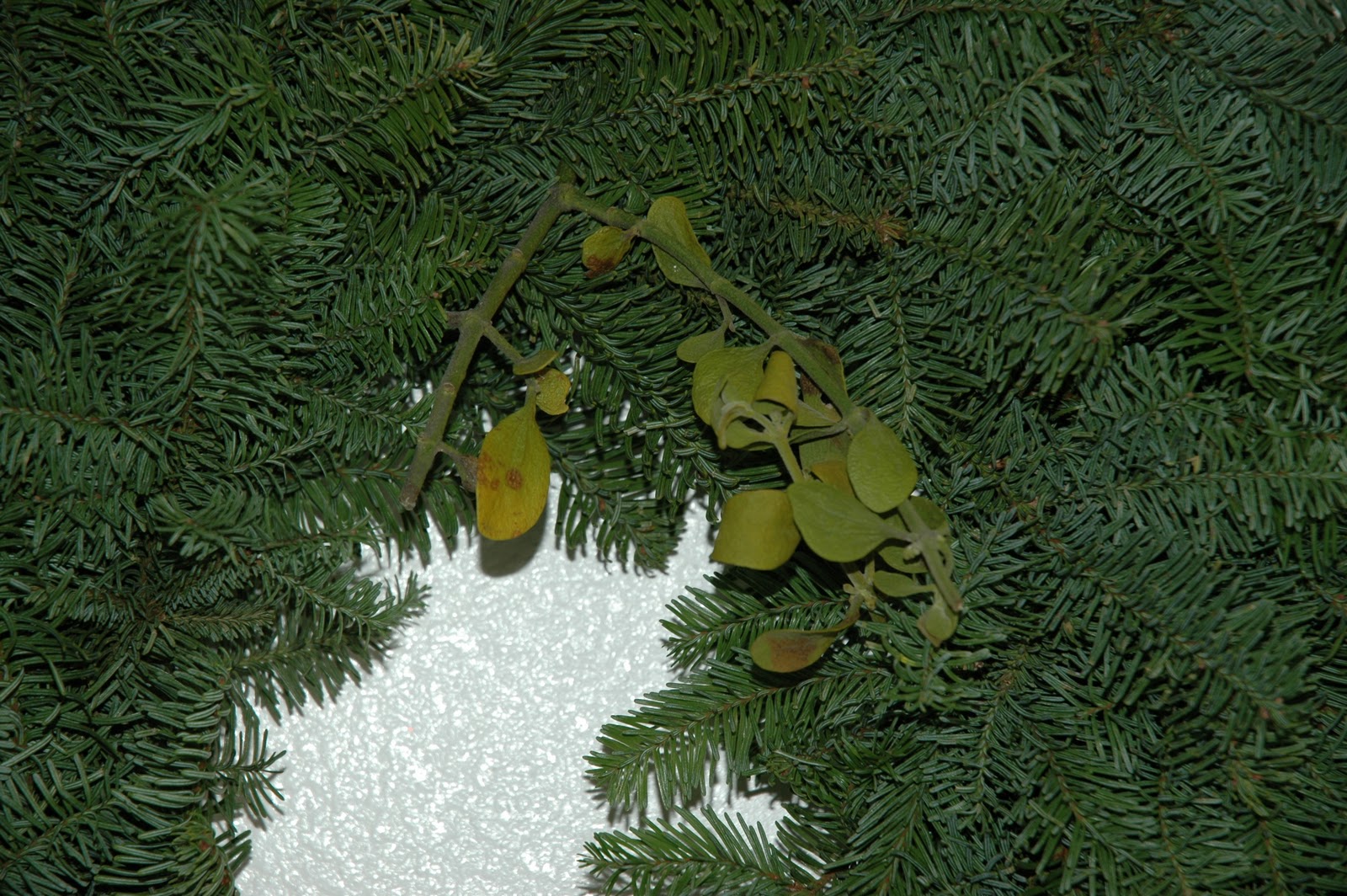 To Europe With Kids: Kissing Under the Mistletoe