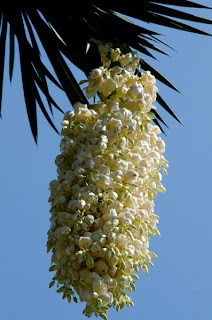 The Wayward Hawaiian: One Huge Yucca!