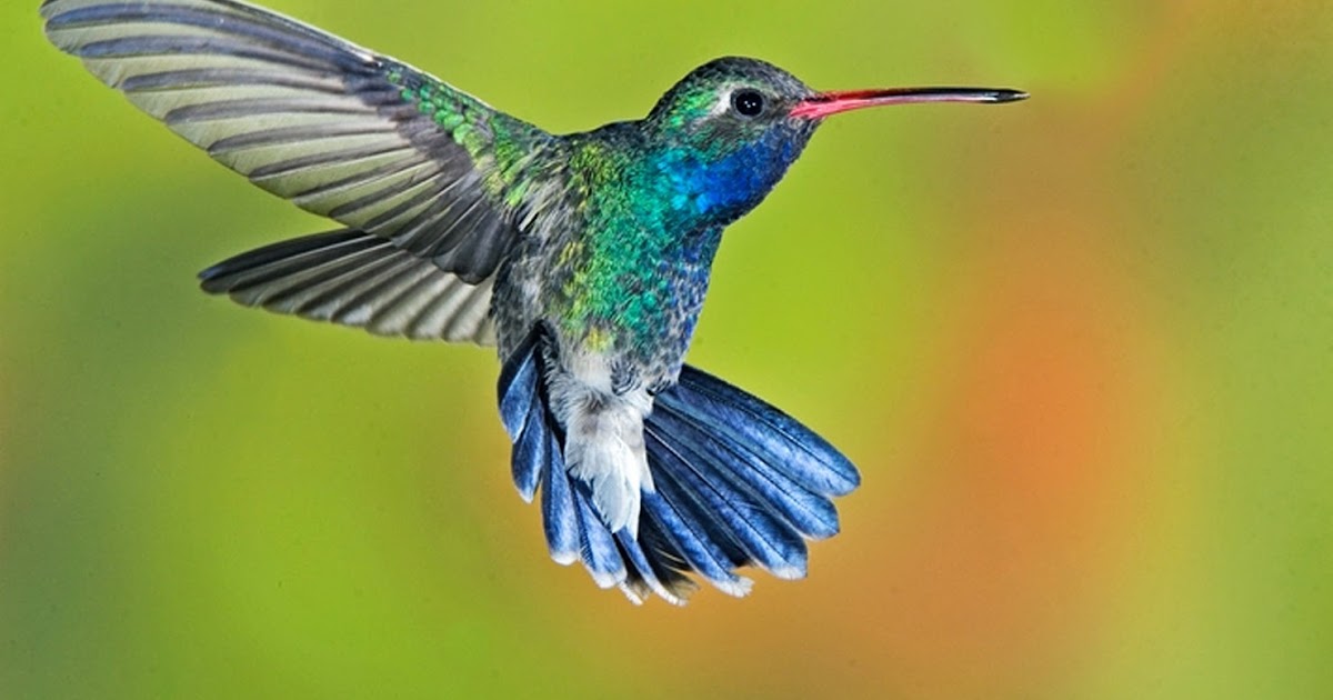 Rupa rupa burung - macam macam burung