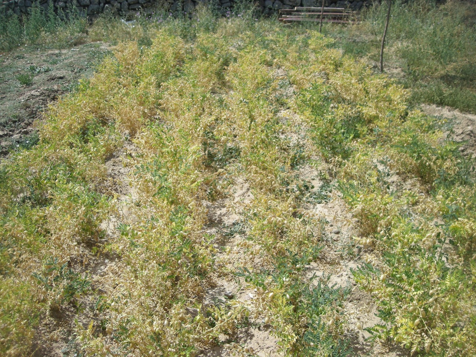 @ JuanPCachero Blog: !!! Paisajismo escultural...y alguna cosa más...!!!