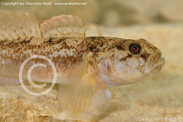 PaperFish - Fish Biology in progress..: 01/09/11 - 01/10/11