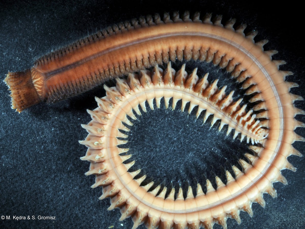 Ciencias de Joseleg: El músculo y el movimiento en los poliquetos II