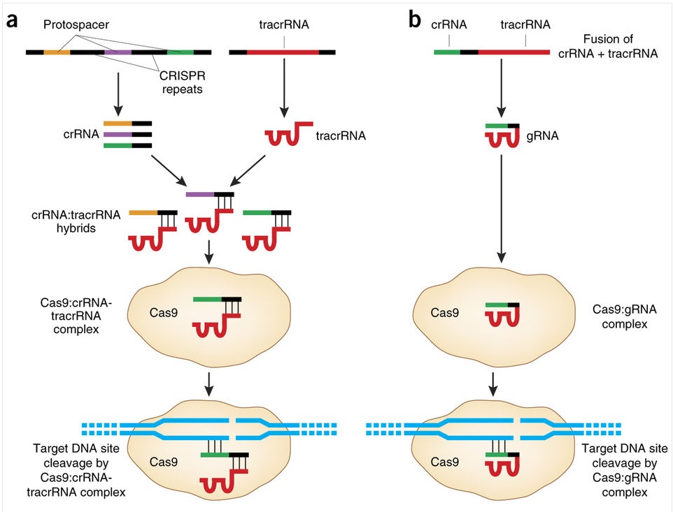 史丹福狂想曲: 諾貝爾獎前奏：改變生命密碼的CRISPR-Cas9技術