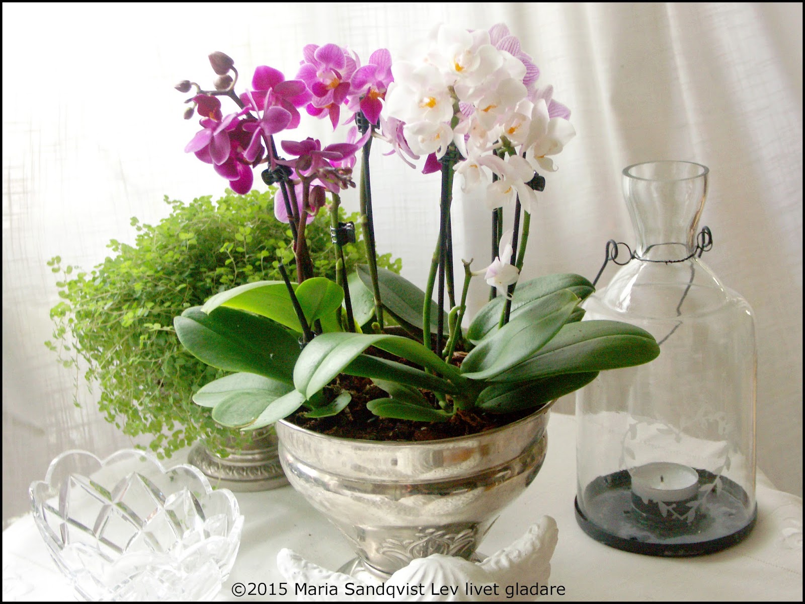 Lev livet gladare: Små, små orkidéer
