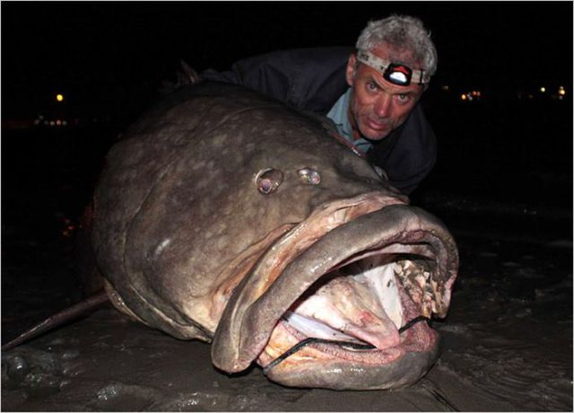 Waiting BD: Top 5 Scariest Fish on River Monsters (17 Pictures)