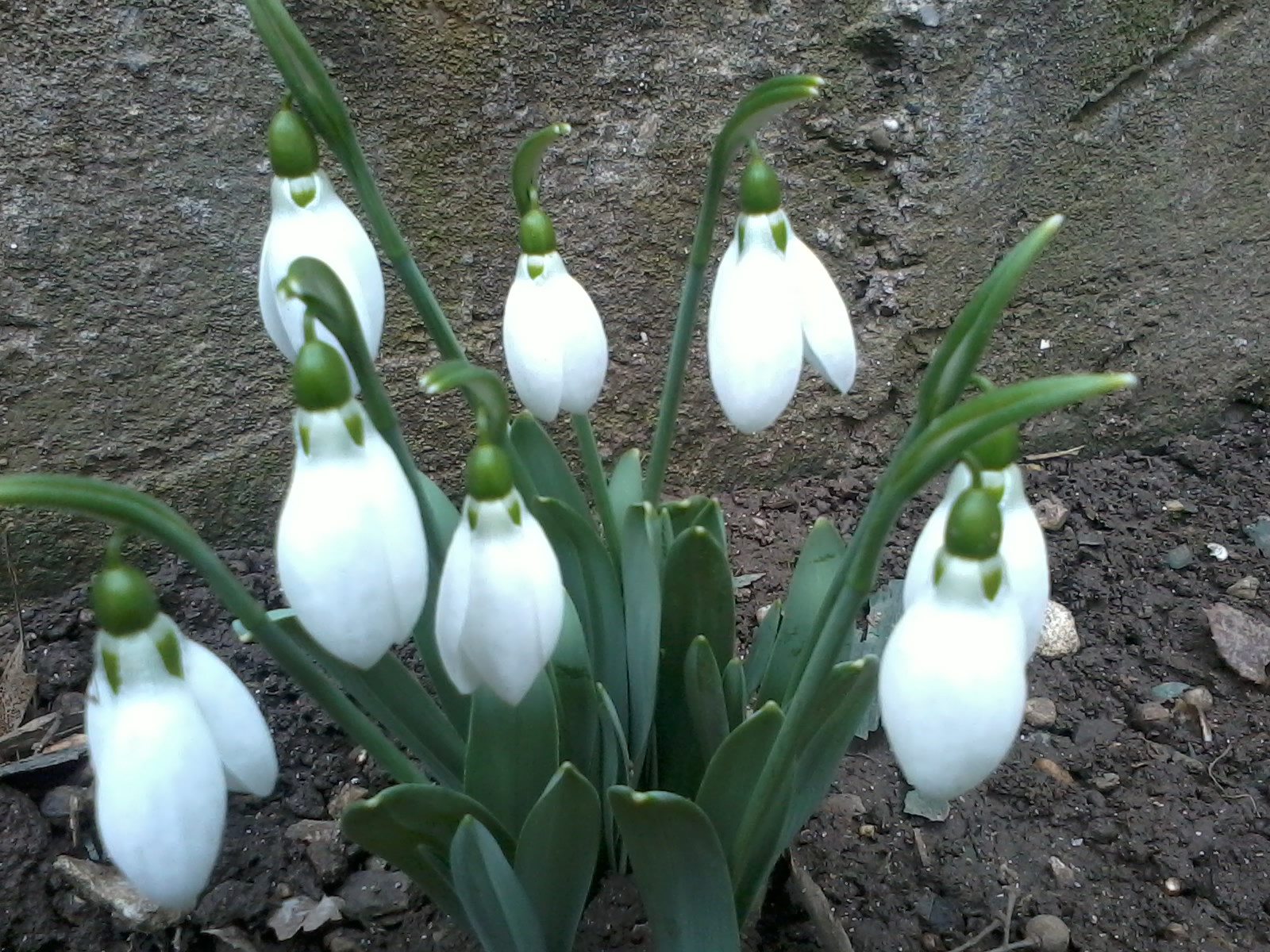 Poze Imagini Desktop: Wallpaper ghiocei de primavara pentru desktop