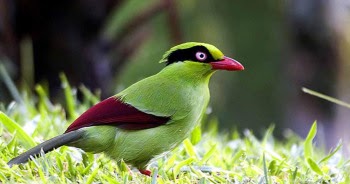 Burung Gagak, Burung Ekek Dan Burung Gaok - Ensiklopedi Anak
