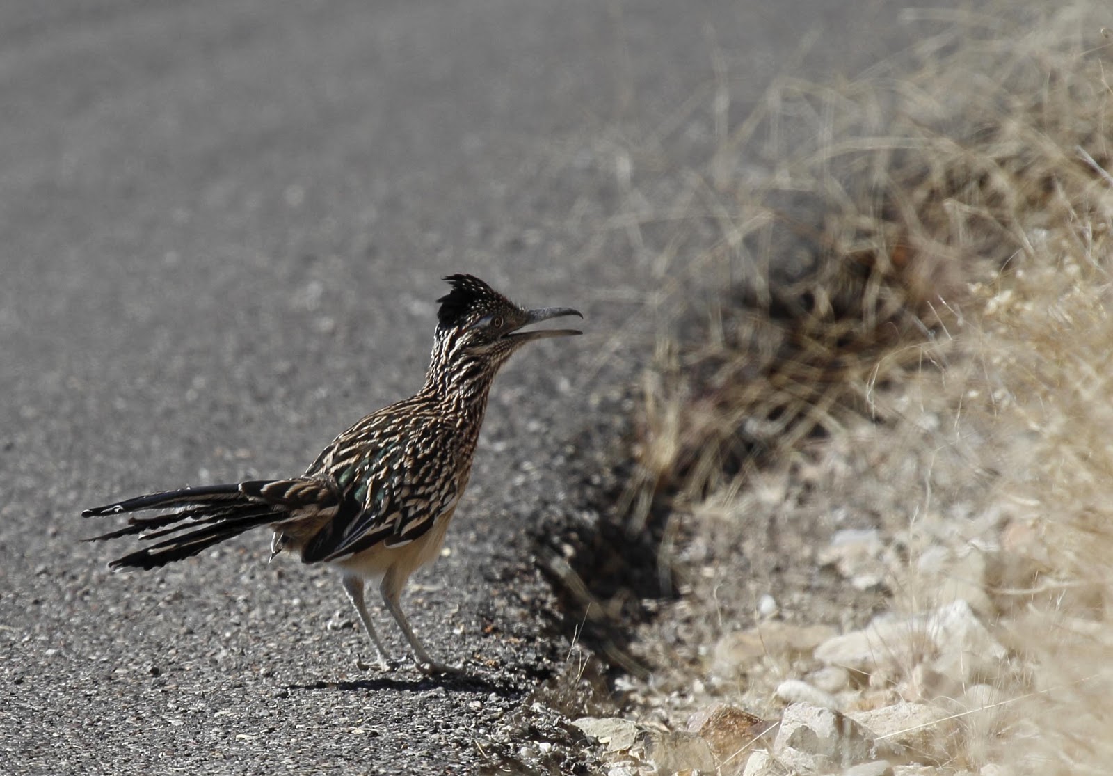 Philly Bird Nerd : Meep, Meep