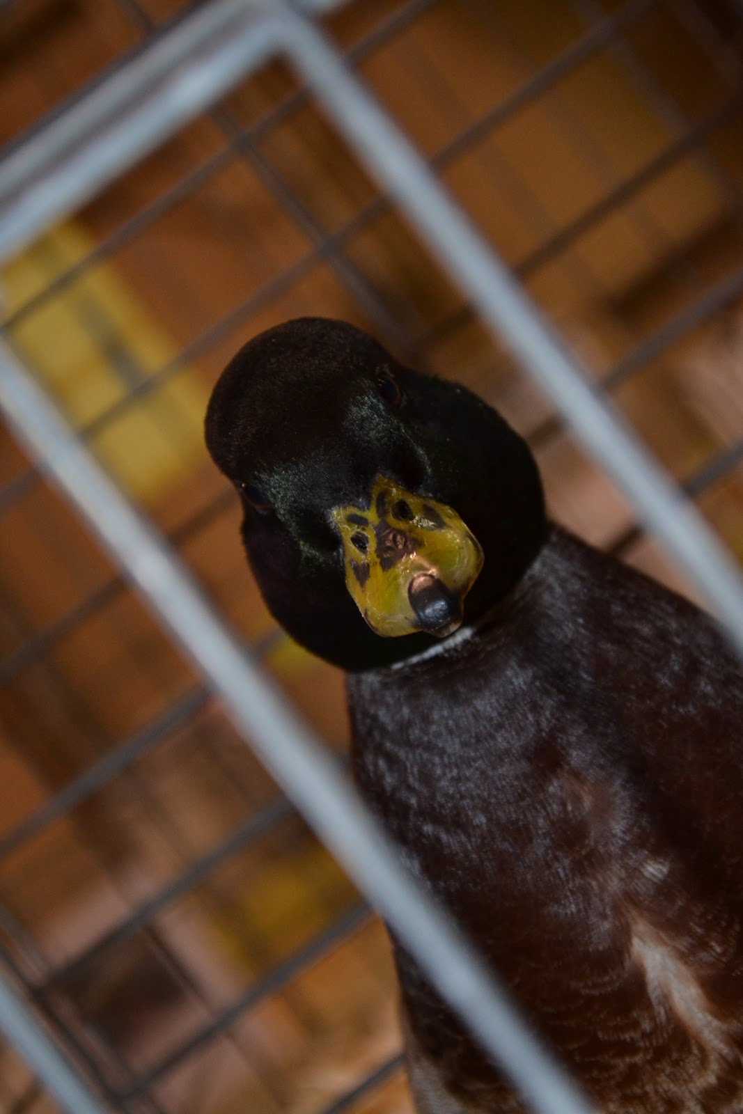 Ohio National Poultry Show: Friday Pictures