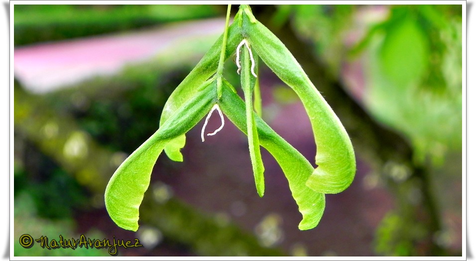 NaturAranjuez: Arce negundo (acer negundo)