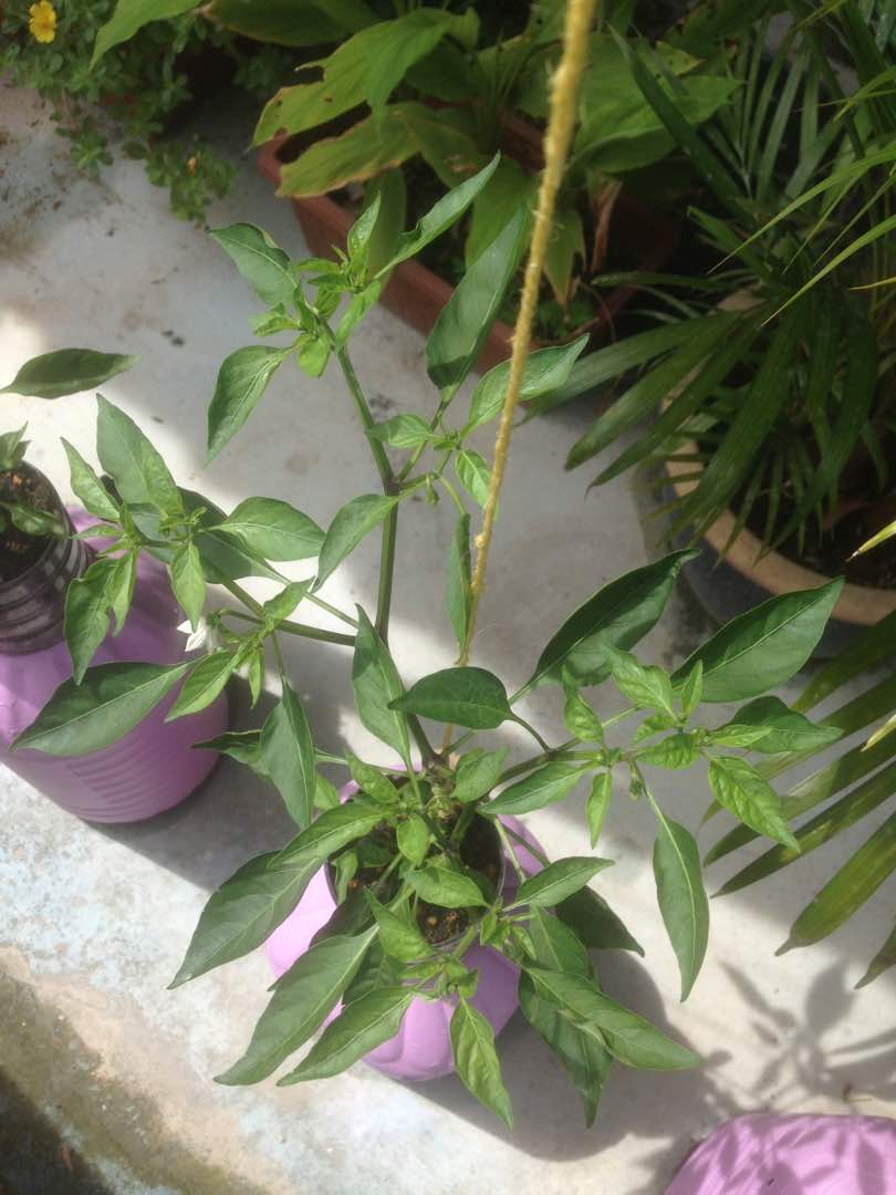 Jom Tanam Sayur ( JTS ) : Cili Api Akar dan Bara HidroponikJom Tanam ...