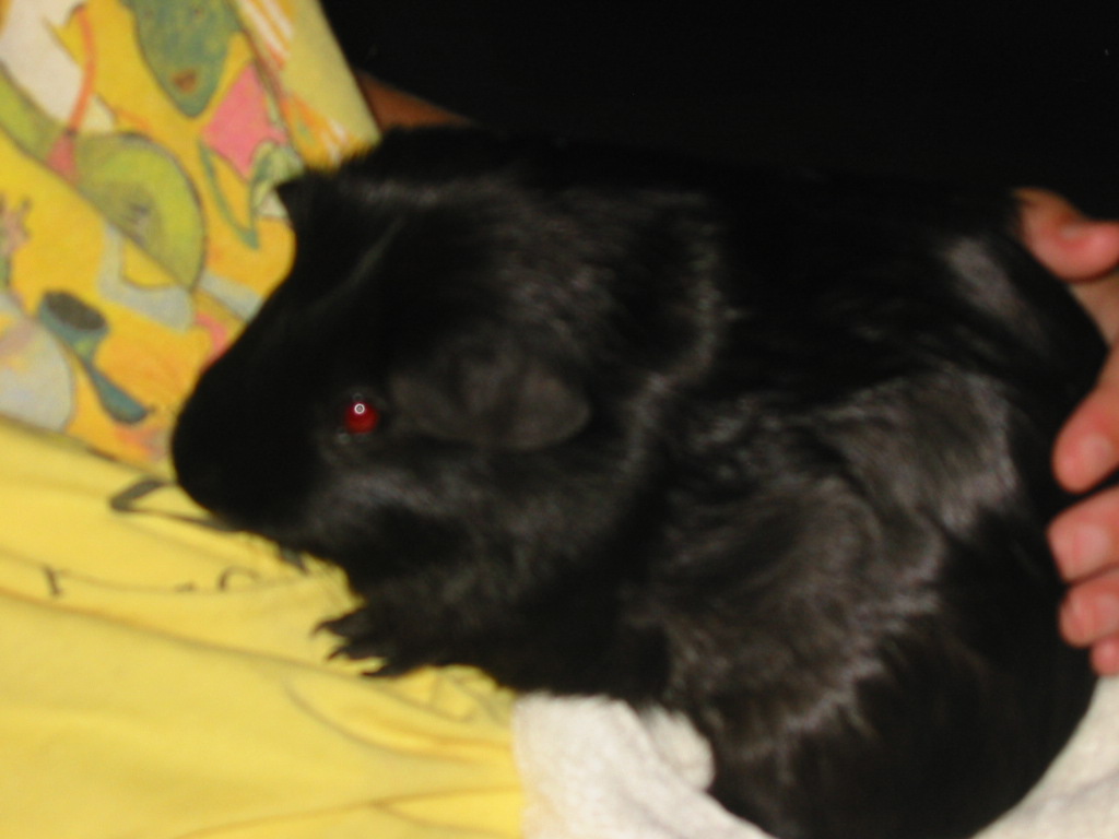 Fitzgerald's Family Farm: Meet Shadow the Guinea Pig