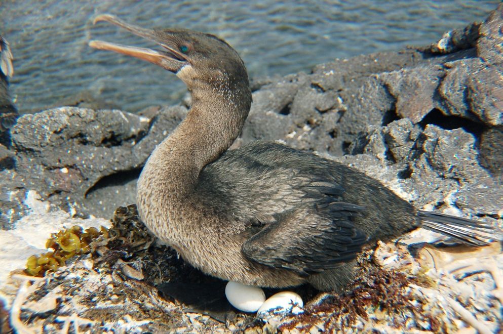Galapagos Flightless Cormorant - Unique in All the World - Galápagos ...