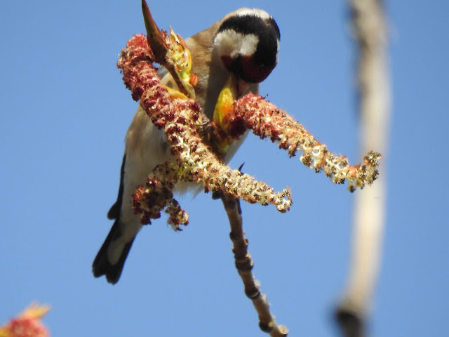 PASARI DIN ROMANIA: STICLETE, Carduelis carduelis