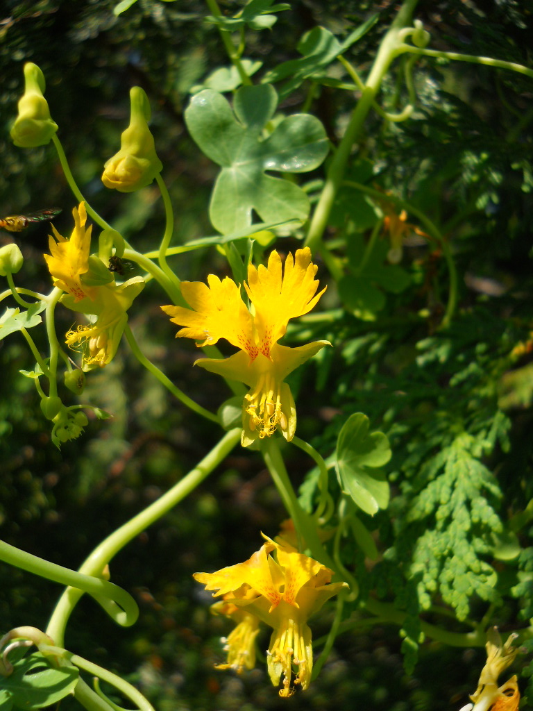 Anemone Times: Chickadee Hill Flowers