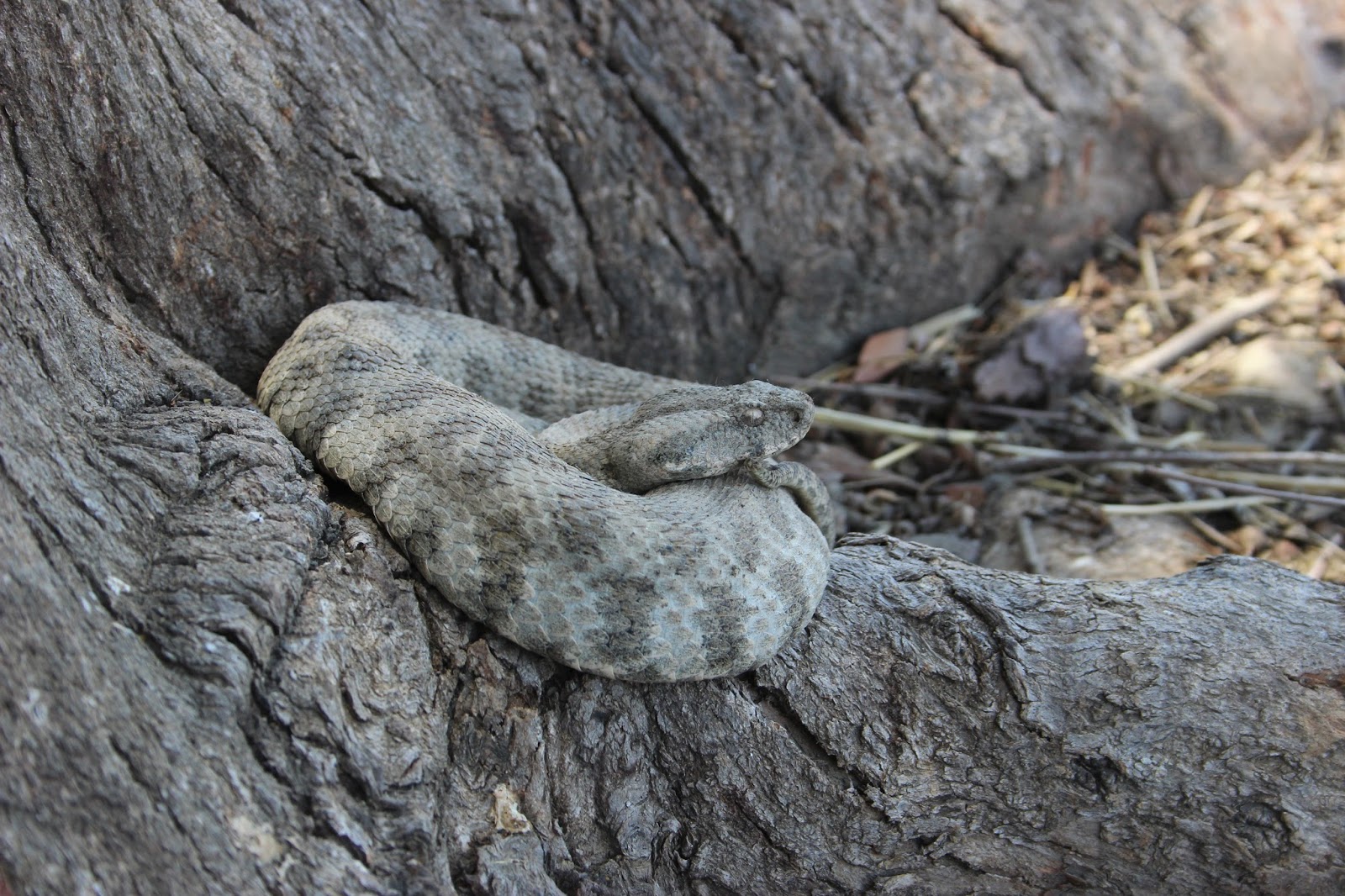 Biodiversity of Cyprus by NGO Protection of the Natural Heritage and ...