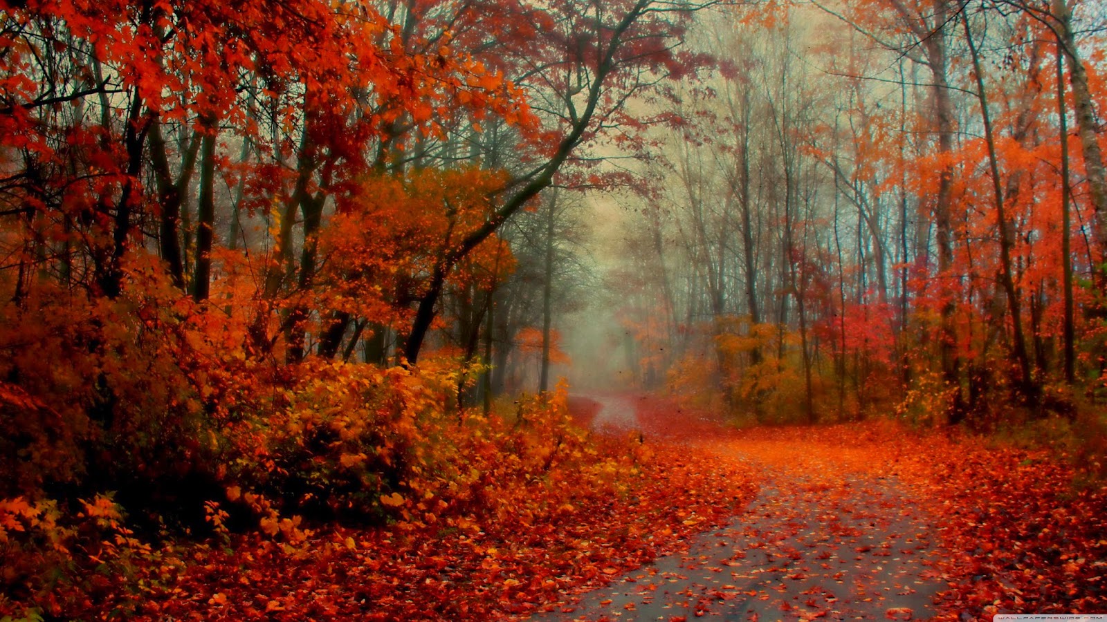 Romantic Autumn Forest | Cool Backgrounds