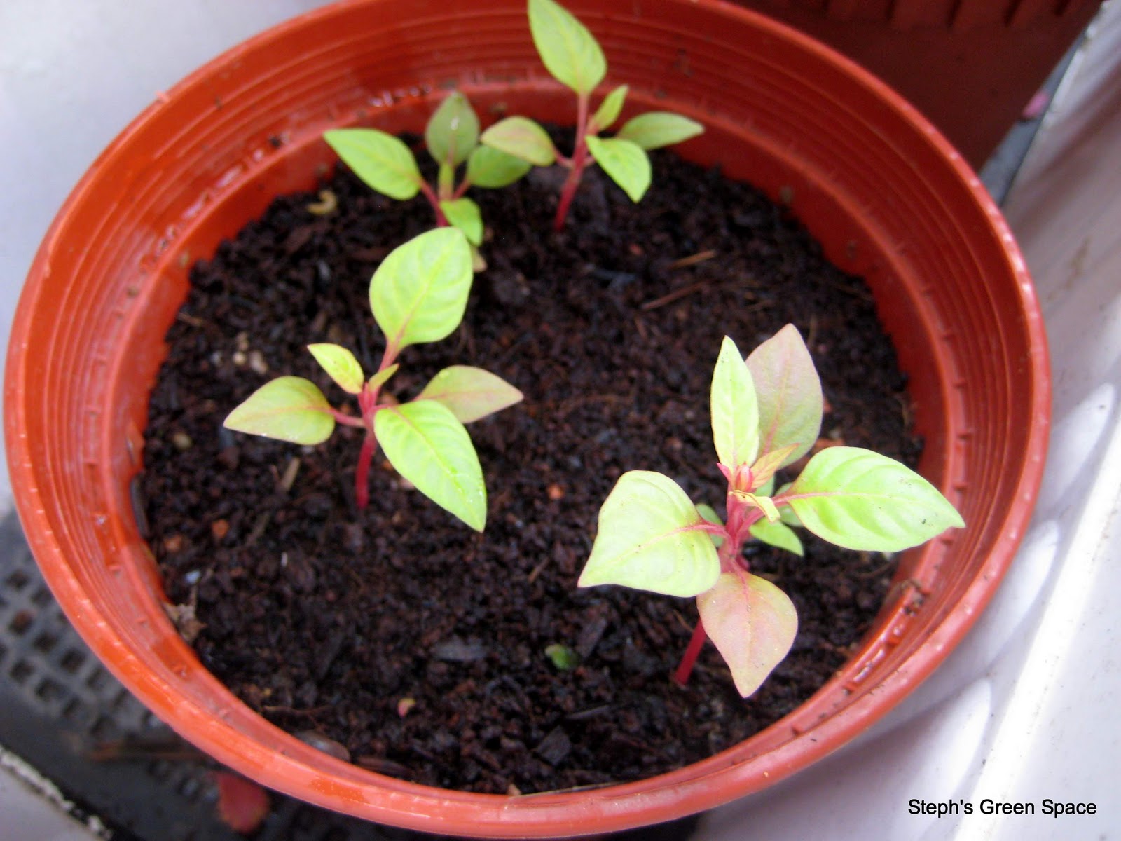 Eggplant seedlings show faster growth. Anyway, I hope to transplant ...