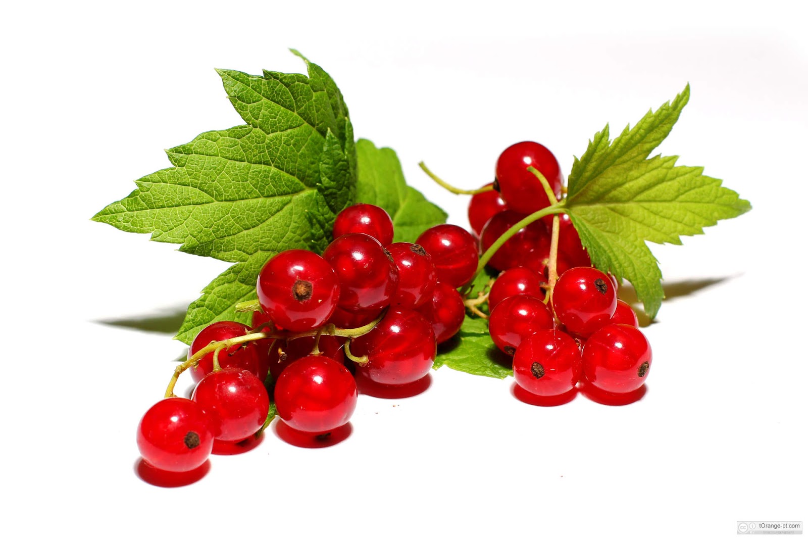 Joaninha em Um Mundo Verde!: Groselha vermelha (Ribes Rubrum)