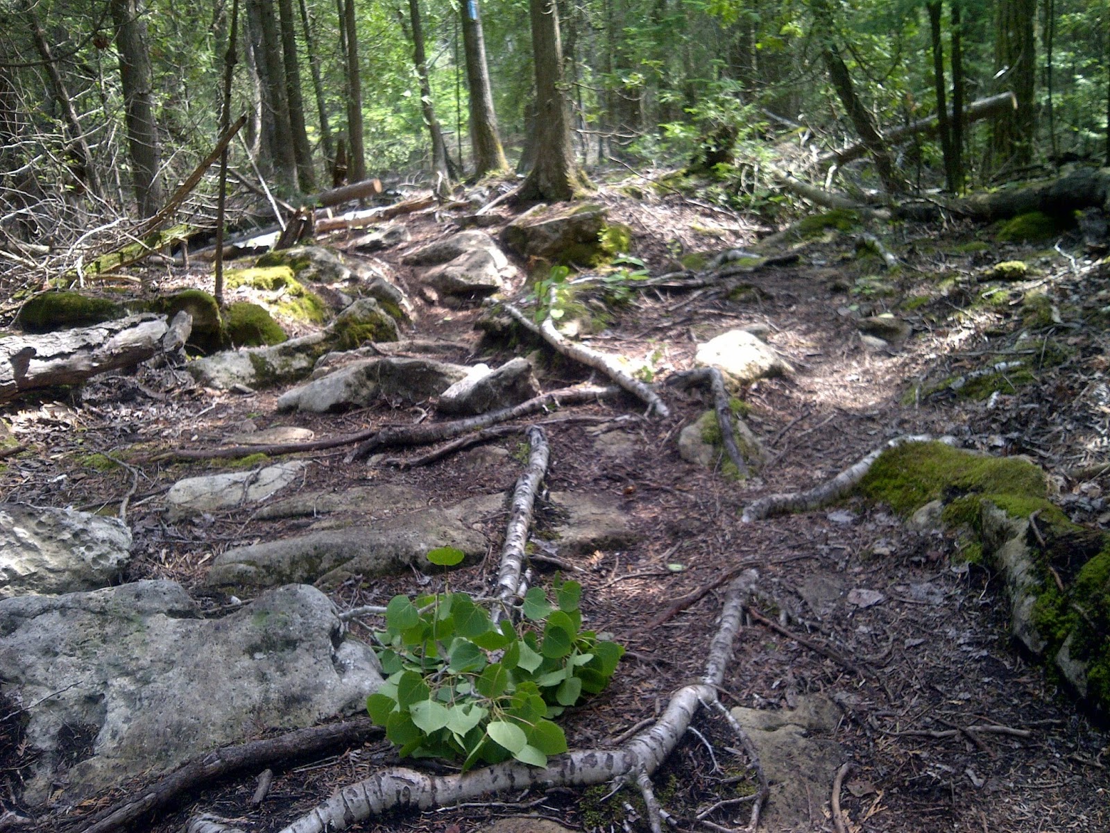 When Do I Become Competent Again?: Scenes from Bruce Trail Burnt Point ...