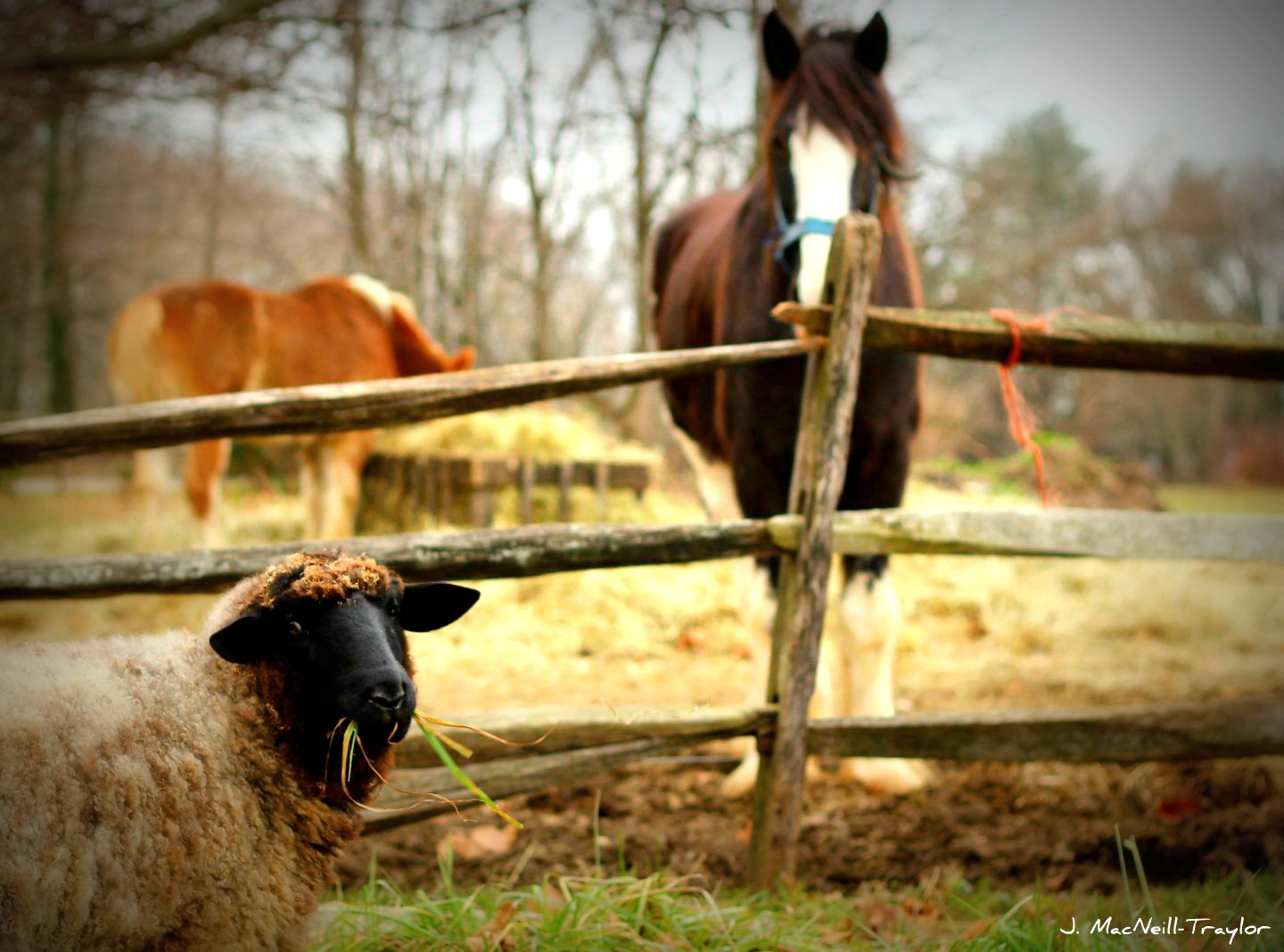 The Mare's Tales - Gypsy Mare Studios: Drafts and Sheep