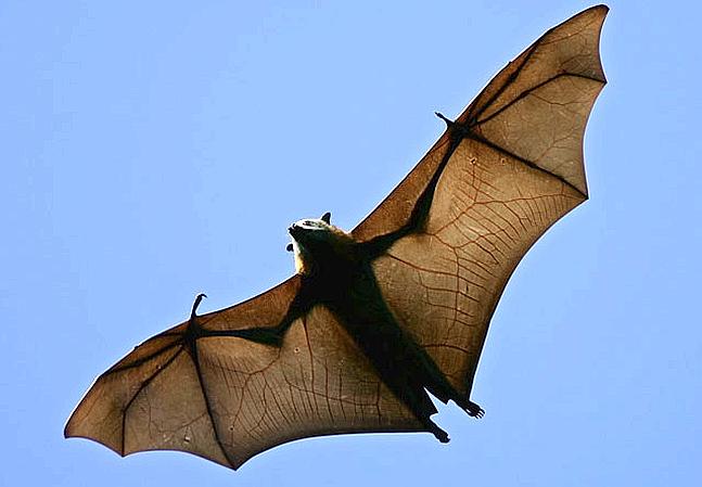 Opiniones de El murciélago