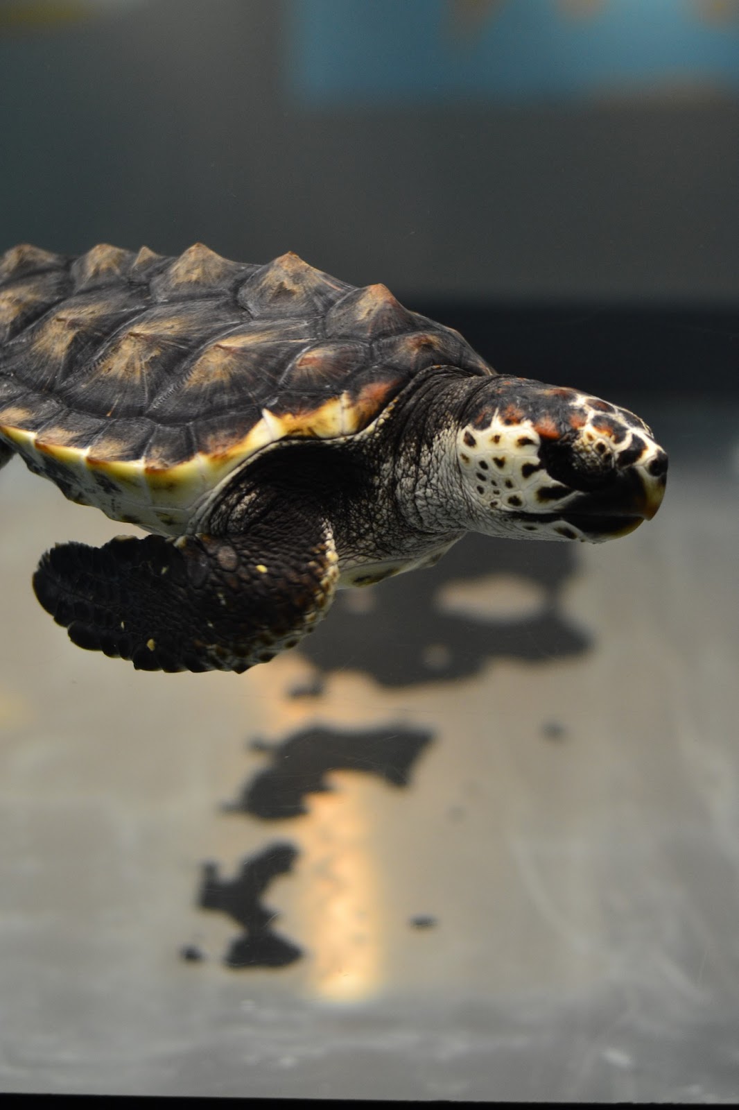 Victoria In Japan Land: Baby Sea Turtles