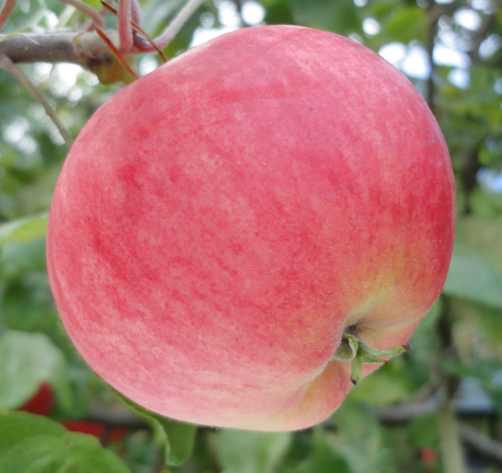 Svenska äpplen: 2019