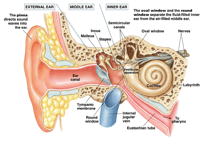 External Auditory Canal