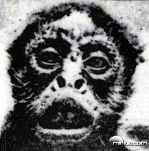 Yeti – O Abominável Homem das Neves ~ Gritanto Muito Alto