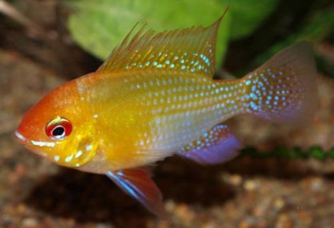 Apistogramma Ramirezi Peces amazonicos Acuarios Biotopos