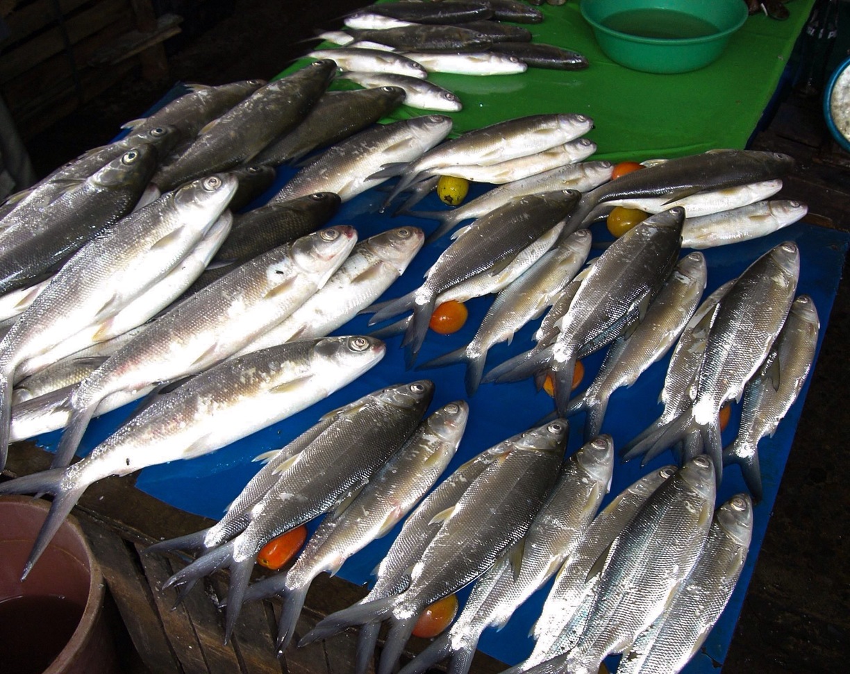 Milkfish Bangus Fish to Create Sinigang Dish for Stew Restaurant ...