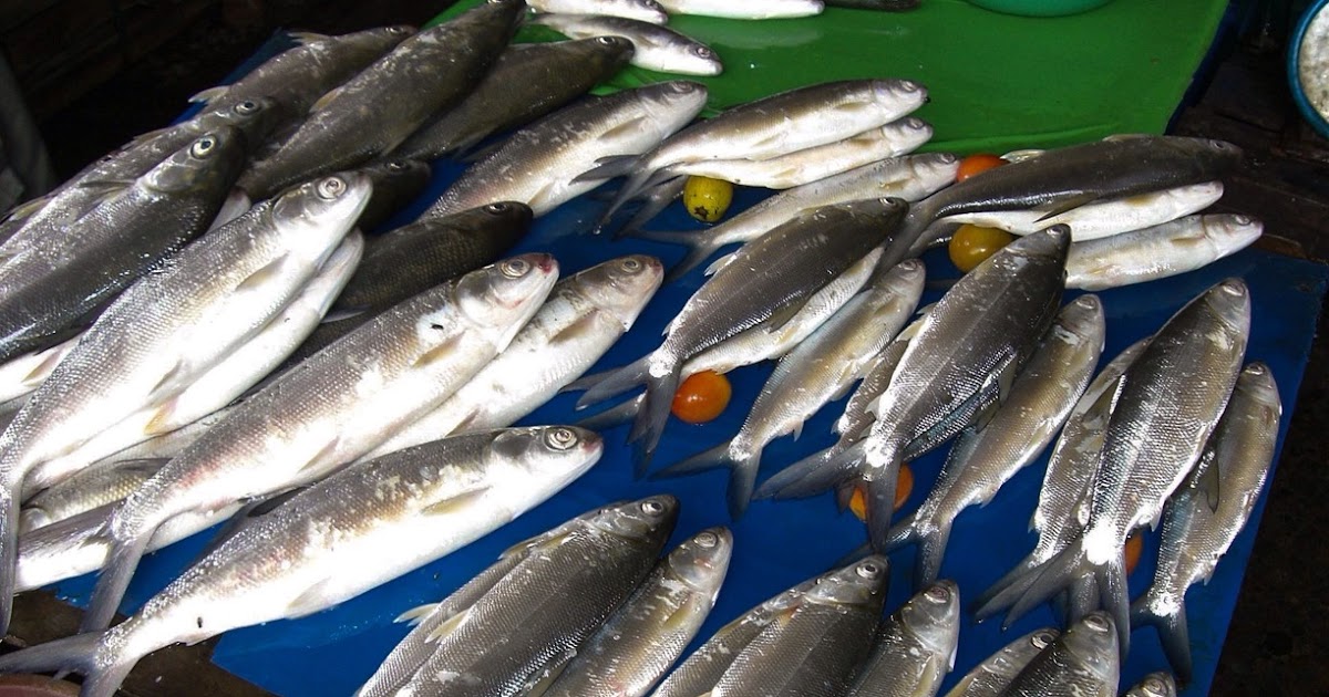 Milkfish Bangus Fish to Create Sinigang Dish for Stew Restaurant ...