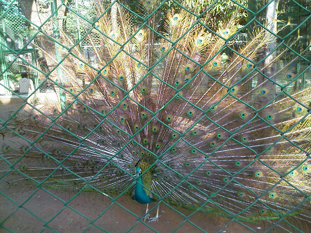 Tamilnadu Tourism: VOC Park and Zoo, Coimbatore